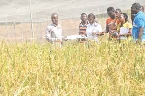 Rice production boost can solve food insufficiency easily - Japanese ...