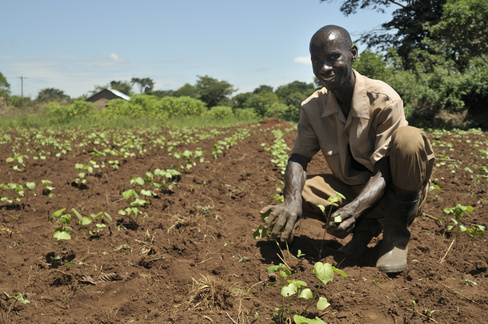 Agribusiness firm signs agreement with four international processors ...