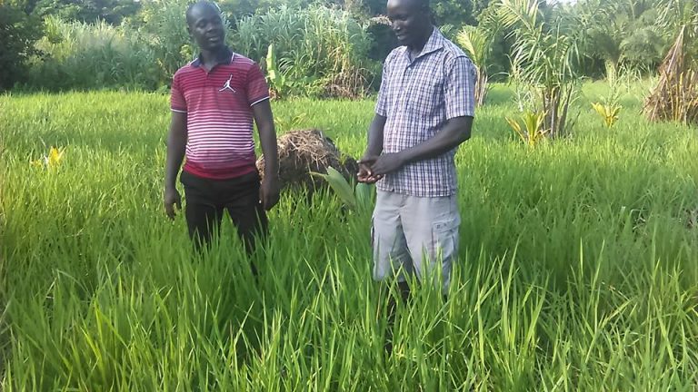 Prioritized Rice production in Ghana- Rice Farmer to government — GARDJA