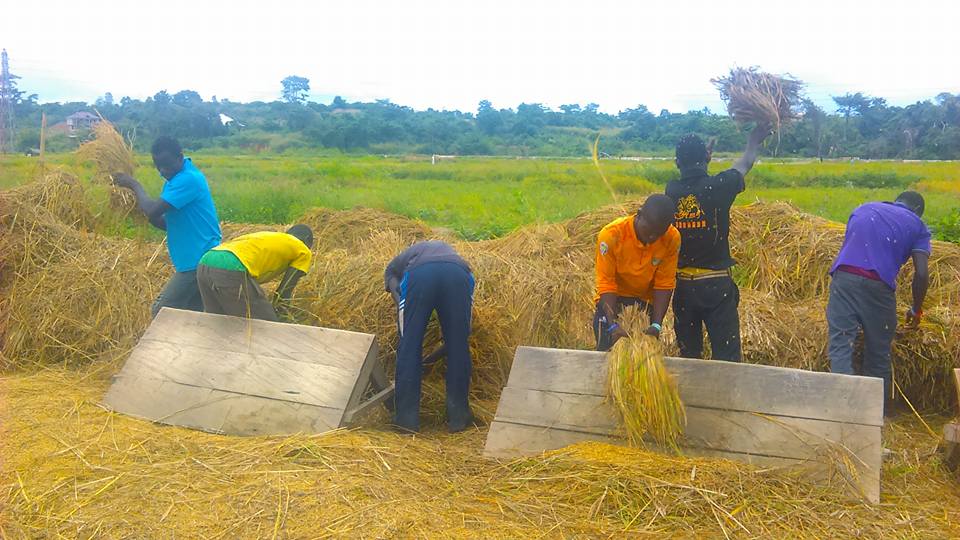 JICA intervention boosts rice production in Northern Region — GARDJA