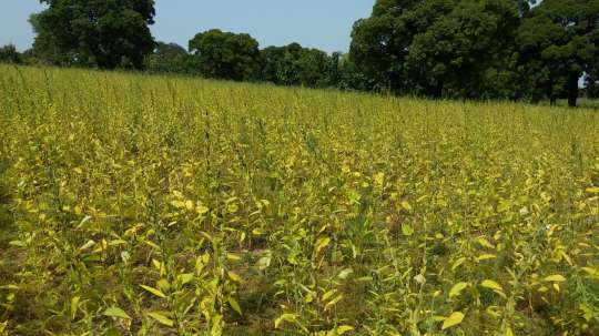 More smallholder farmers in Upper East venture into the farming of ...